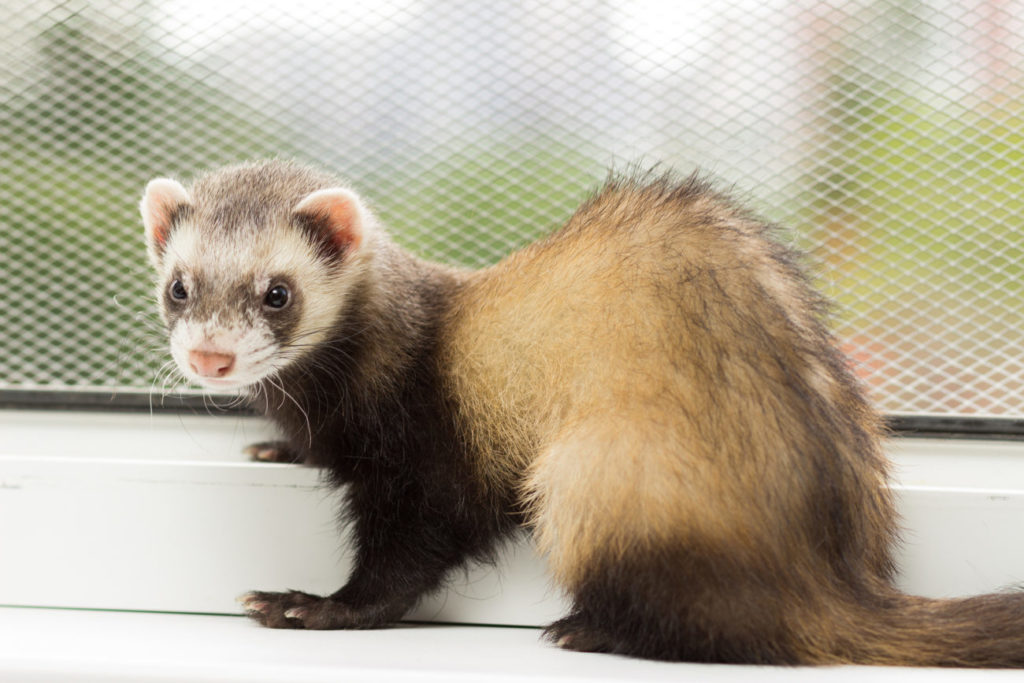 Frettchen als Haustier – Haltung & Pflege - dein ultimativer Guide ...