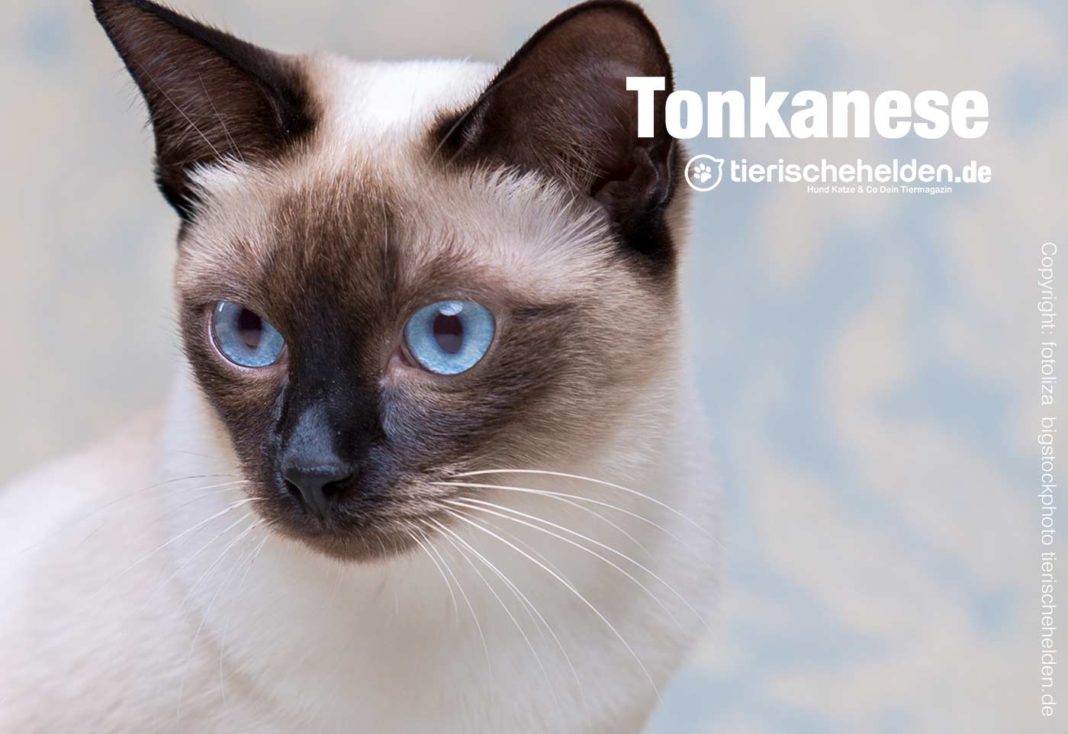 Tonkanese Katze Rasseportrait - Charakter und Haltung » Tierischehelden