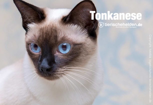 Tonkanese Katze Rasseportrait - Charakter und Haltung » Tierischehelden