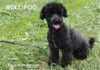 Bollipoo Rasseportrait - Charakter und Haltung » TierischeHelden.de