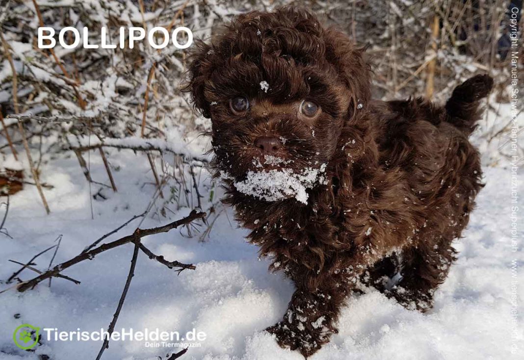 Bollipoo Rasseportrait - Charakter und Haltung » Tierischehelden.de