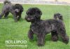 Bollipoo Rasseportrait - Charakter und Haltung » Tierischehelden.de