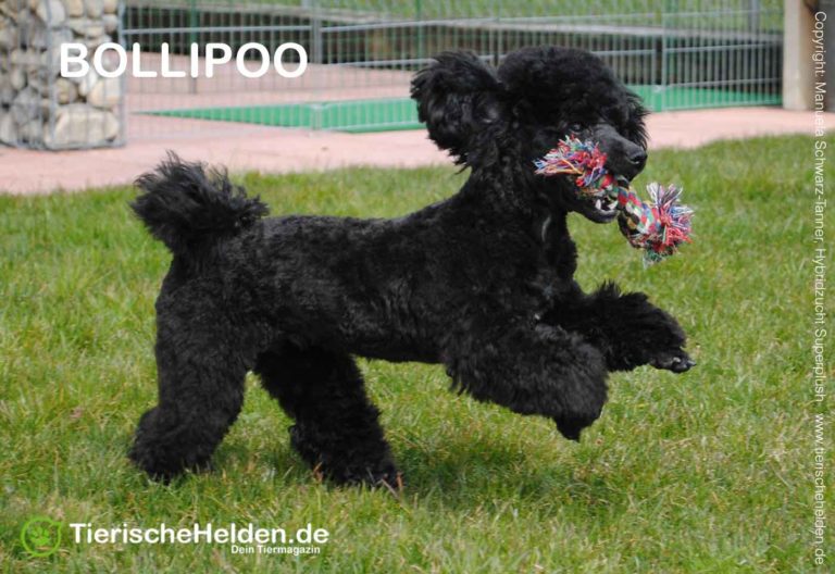Bollipoo Rasseportrait - Charakter und Haltung » Tierischehelden.de