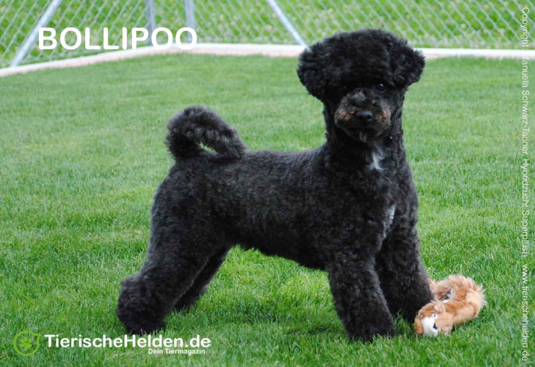 Bollipoo Rasseportrait - Charakter und Haltung » Tierischehelden.de