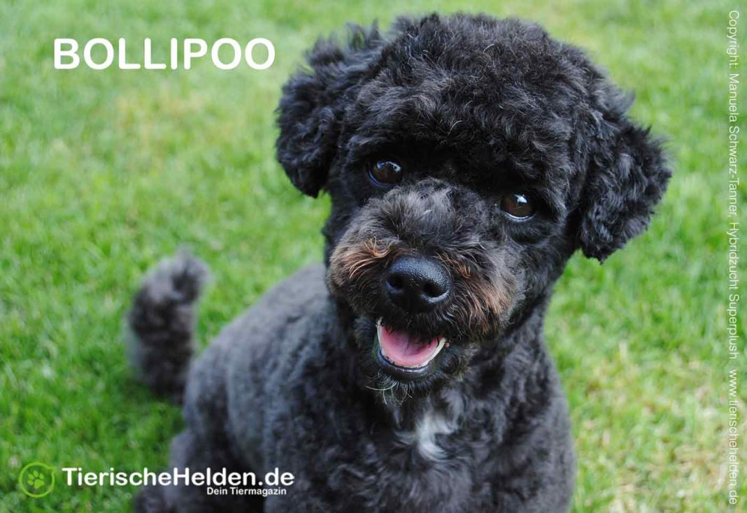 Bollipoo Rasseportrait - Charakter und Haltung » Tierischehelden.de
