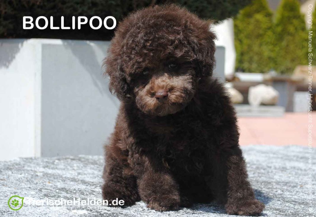 Bollipoo Rasseportrait - Charakter und Haltung » Tierischehelden.de