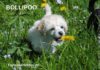 Bollipoo Rasseportrait - Charakter und Haltung » Tierischehelden.de