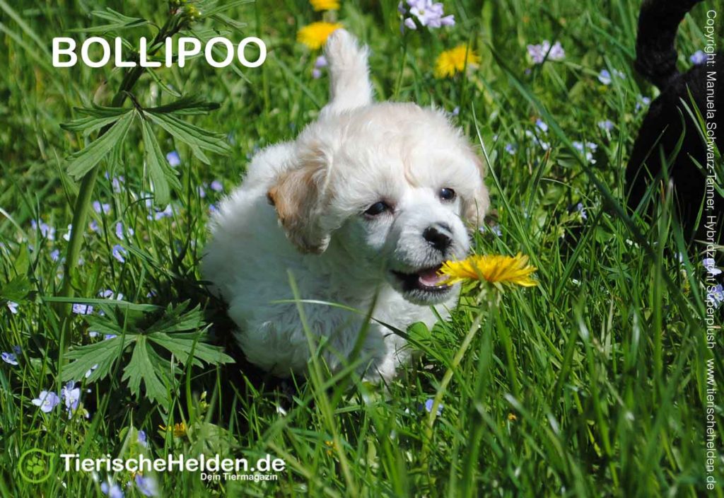 Bollipoo Rasseportrait - Charakter und Haltung » Tierischehelden.de