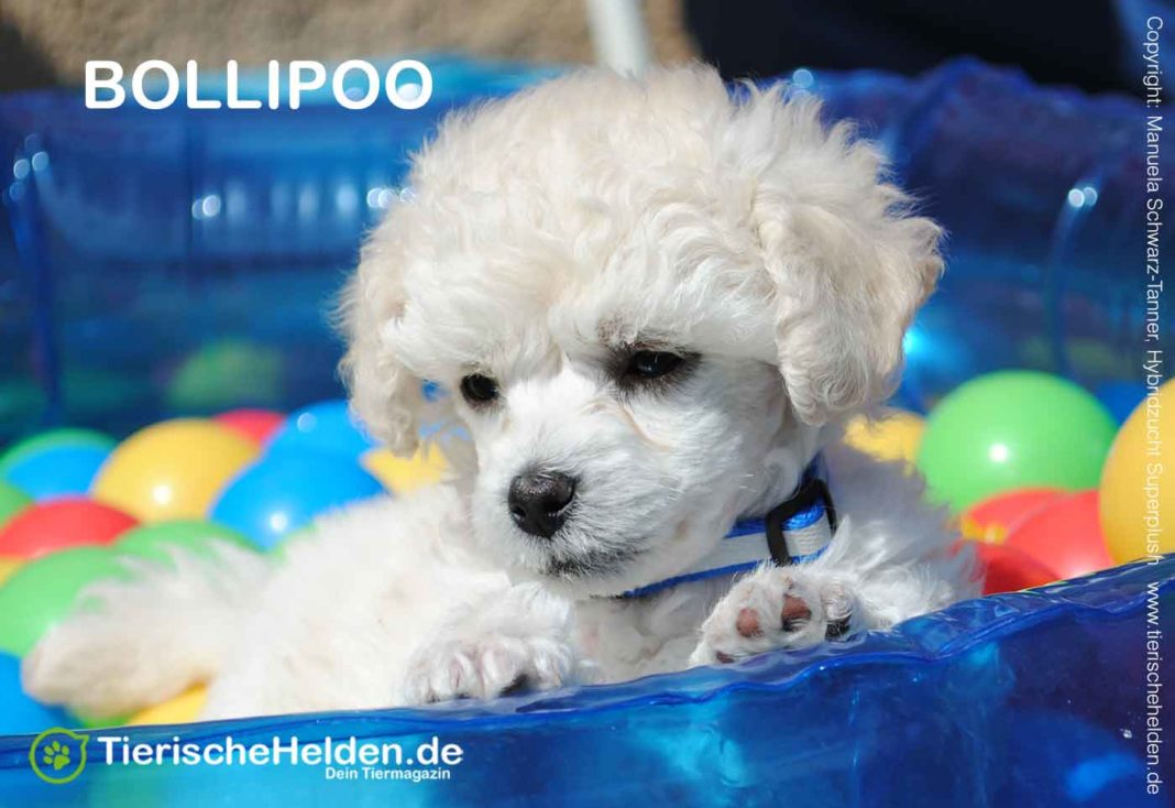 Bollipoo Rasseportrait - Charakter und Haltung » Tierischehelden.de