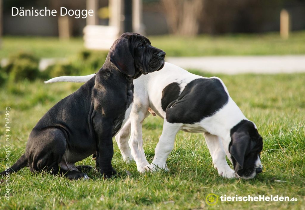 Dänische Dogge - Great Dane Rasseporträt » Charakter, Haltung & Pflege