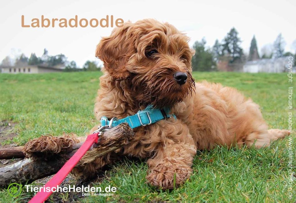 Labradoodle Rasseportrait - Charakter, Haltung Lebenserwartung