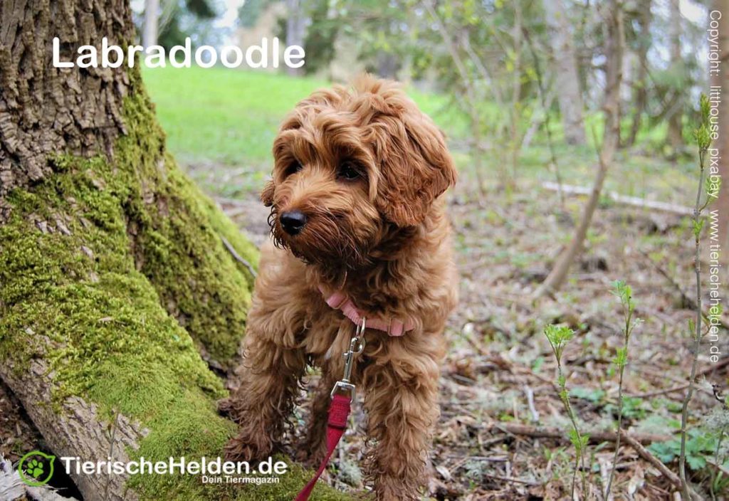 Labradoodle Rasseportrait - Charakter, Haltung Lebenserwartung