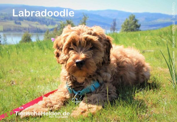 Labradoodle Rasseportrait - Charakter, Haltung Lebenserwartung