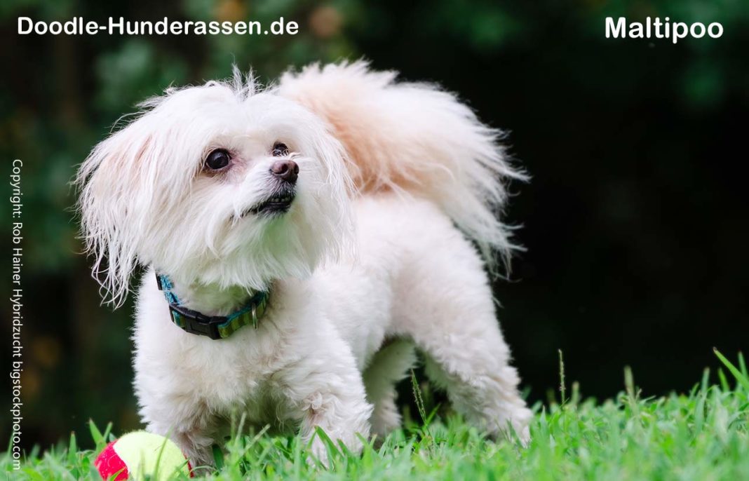 Kleine Hunderassen für Anfänger und Familie - Mini-Hunderassen