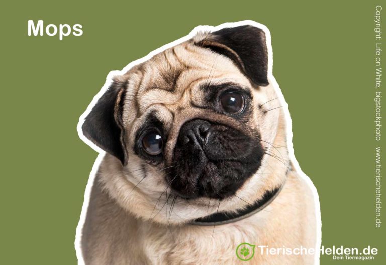 Mops Haltung, Charakter und Pflege der Rasse: Tierischehelden.de