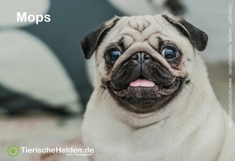 Mops Haltung, Charakter und Pflege der Rasse: Tierischehelden.de