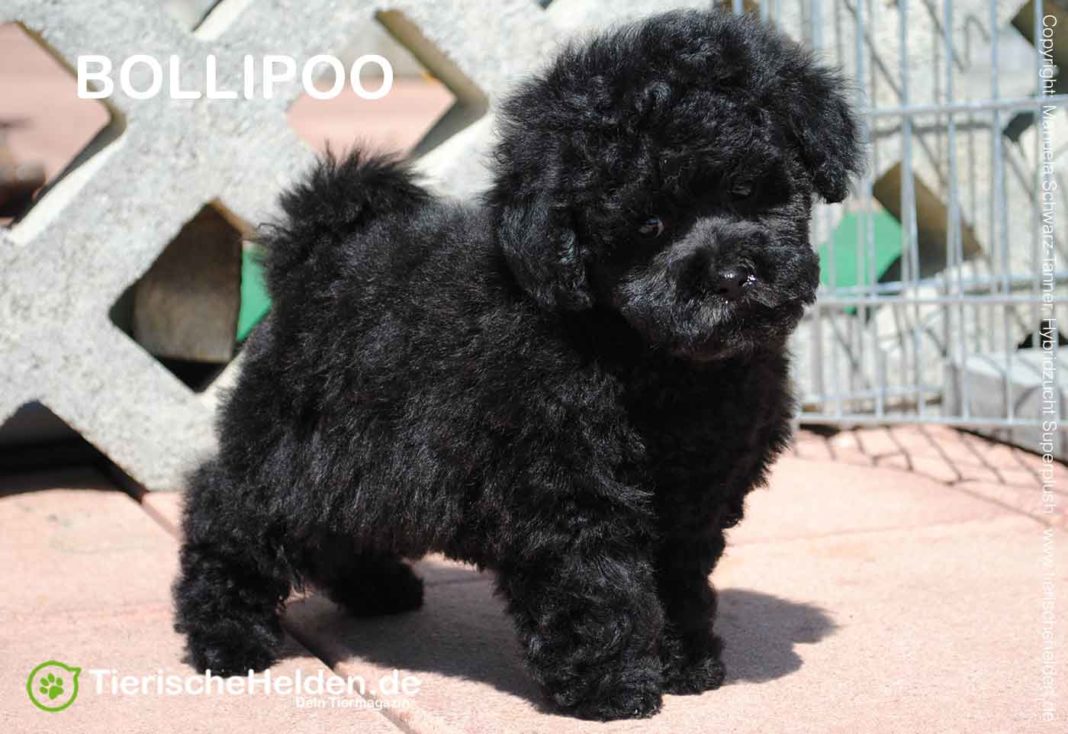 Bollipoo Rasseportrait - Charakter und Haltung » Tierischehelden.de
